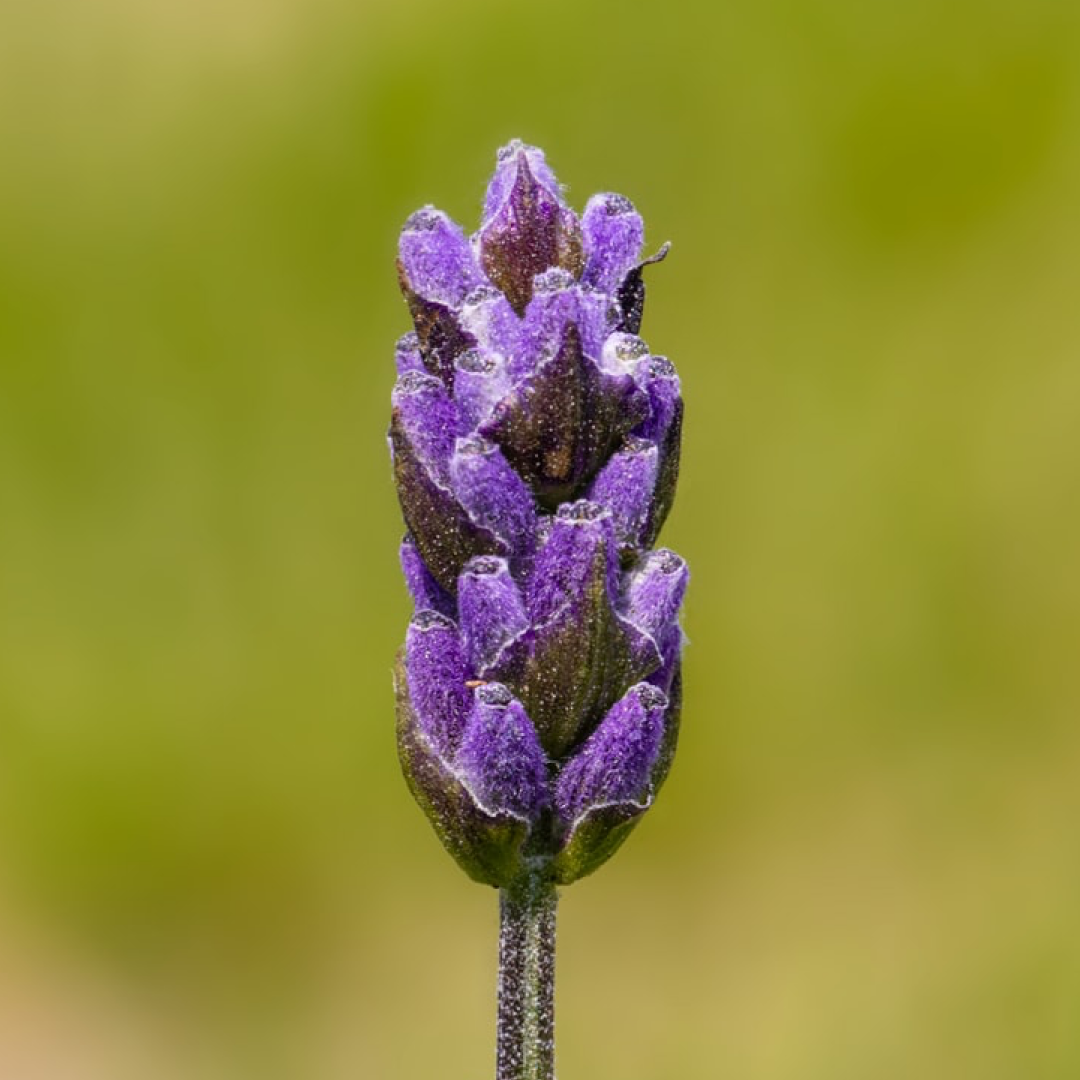 The Truth About Retinaldehyde for Sensitive Skin - Arcona